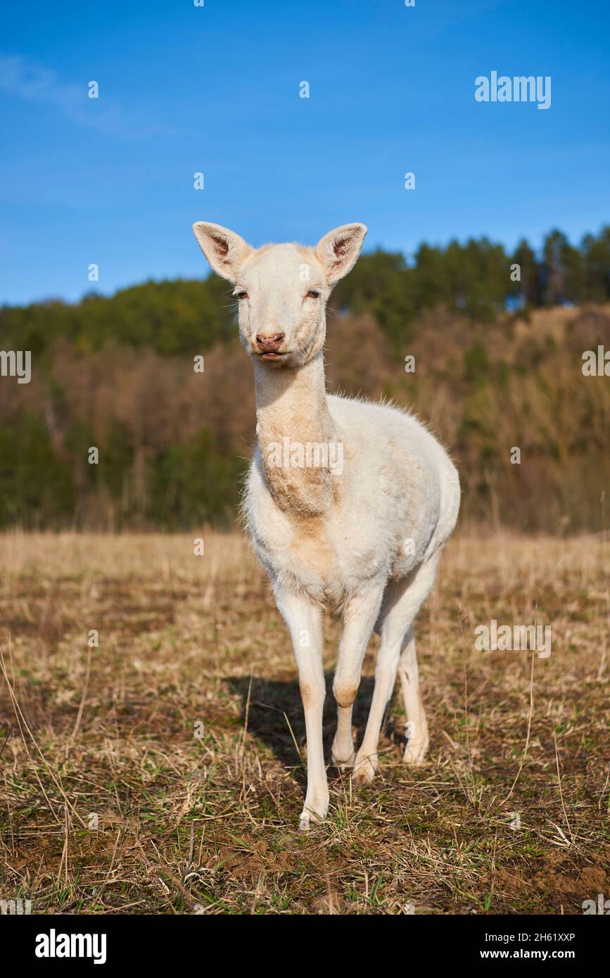 Albino Sheep