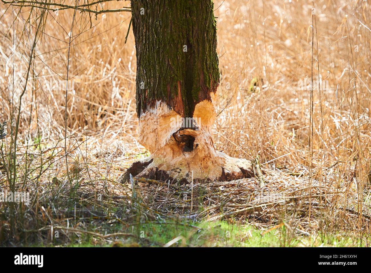beaver damage,felled tree trunk on the bank,danube,upper palatinate ...