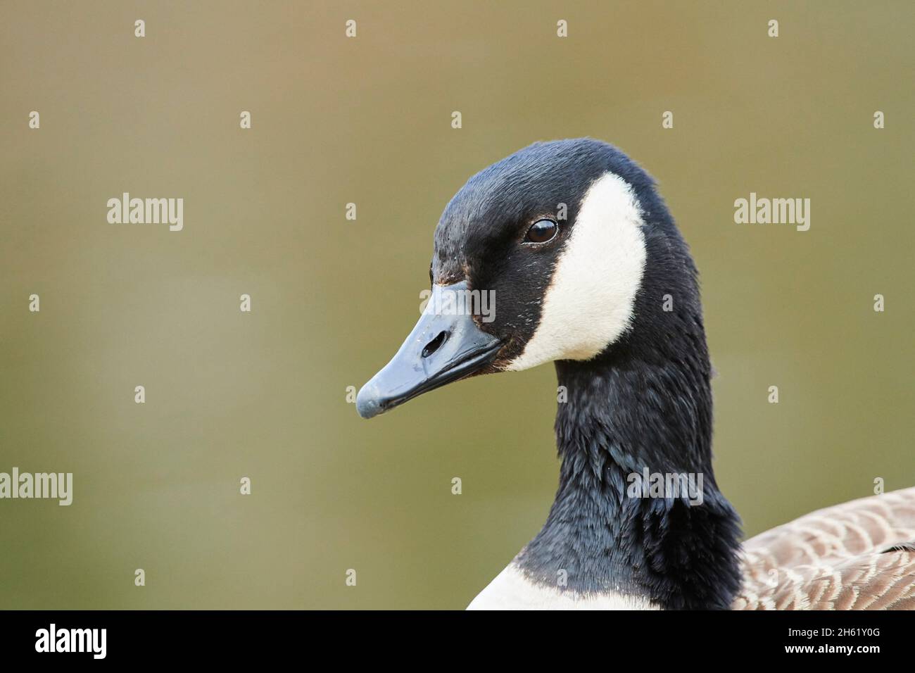 canada goose (branta canadensis),portrait,meadow,sideways Stock Photo ...