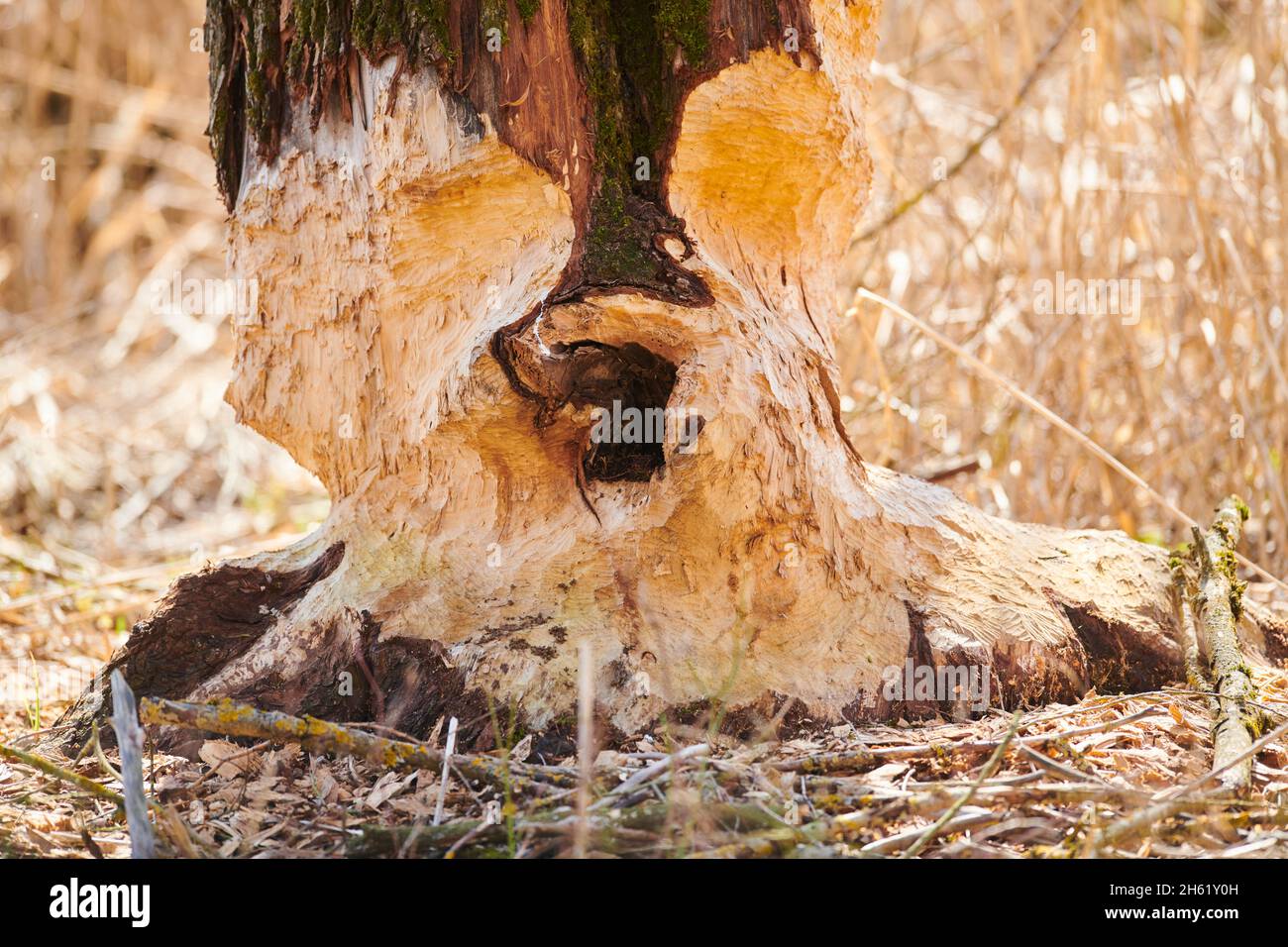 beaver damage,felled tree trunk on the bank,danube,upper palatinate ...
