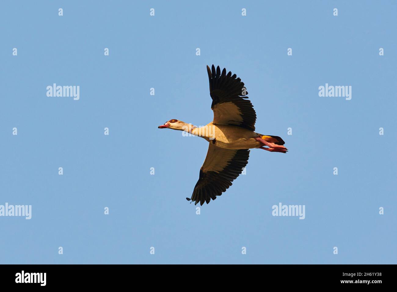 egyptian goose,alopochen aegyptiacus,flight,sideways Stock Photo - Alamy