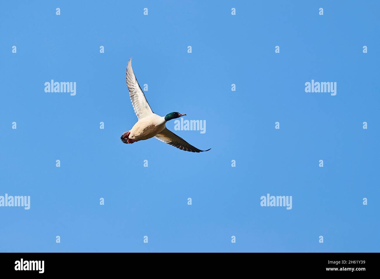 Bird flying sideways hi-res stock photography and images - Alamy