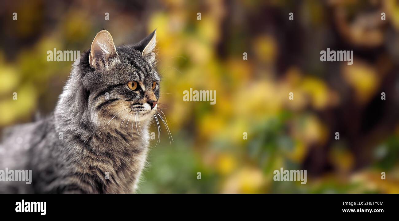 Cat portrait. Disheveled cat in the autumn park. Portrait of a street ...