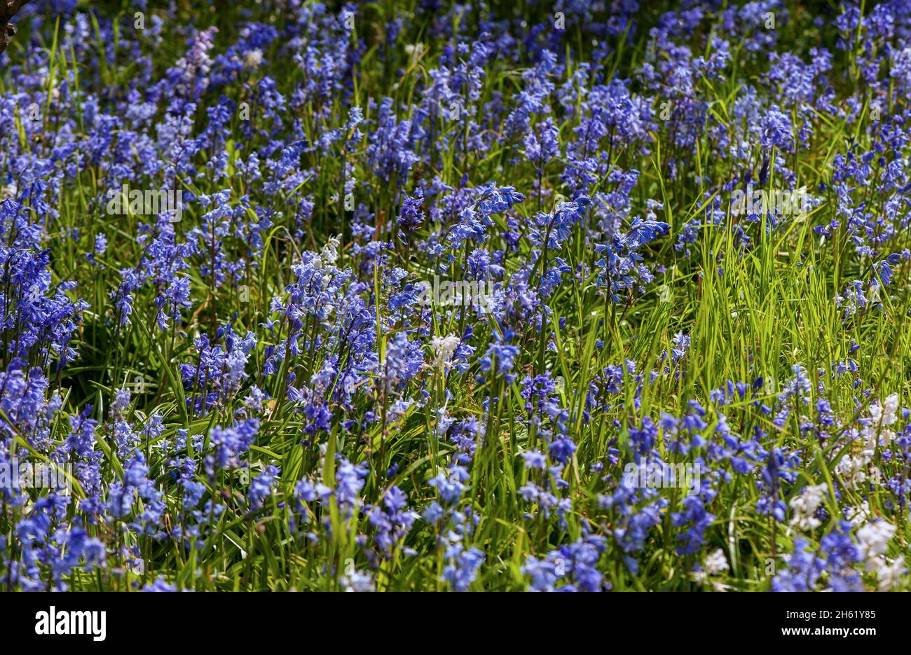 Wild blue bell flower blossom on a summer time Stock Photo - Alamy