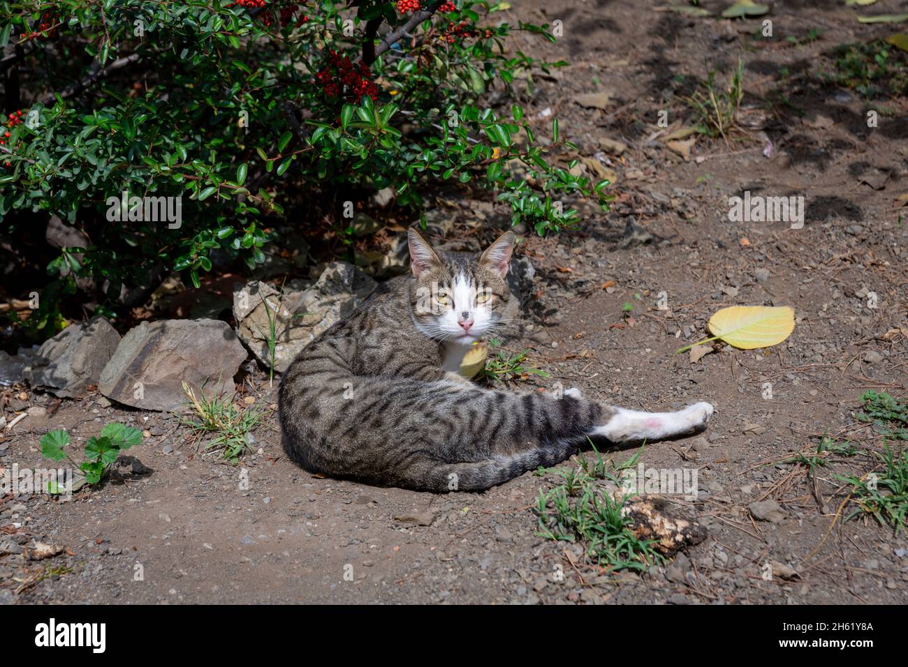 A multicolored gray tiger cat is lying on the side of the road next to ...