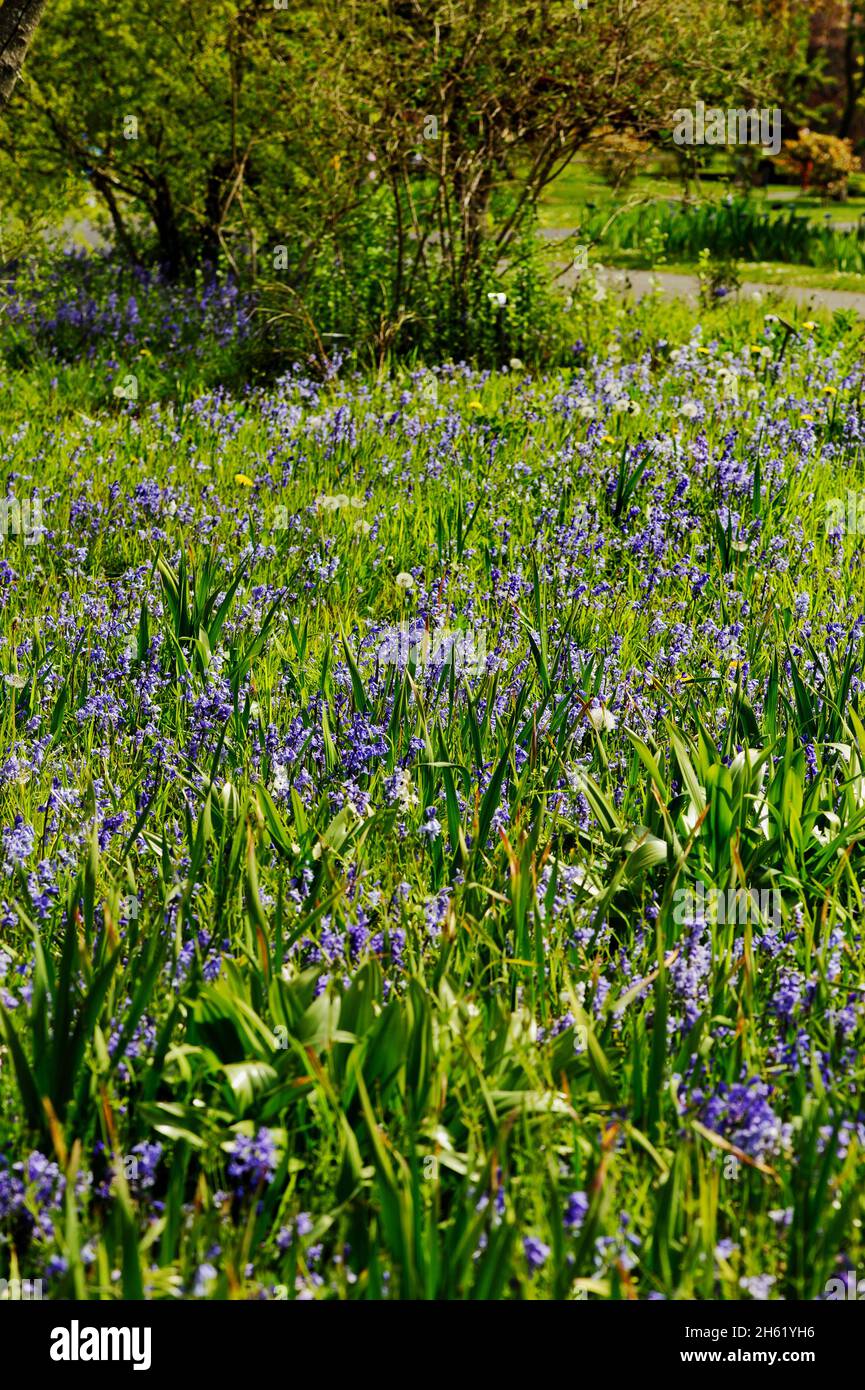 Wild blue bell flower blossom on a summer time Stock Photo - Alamy