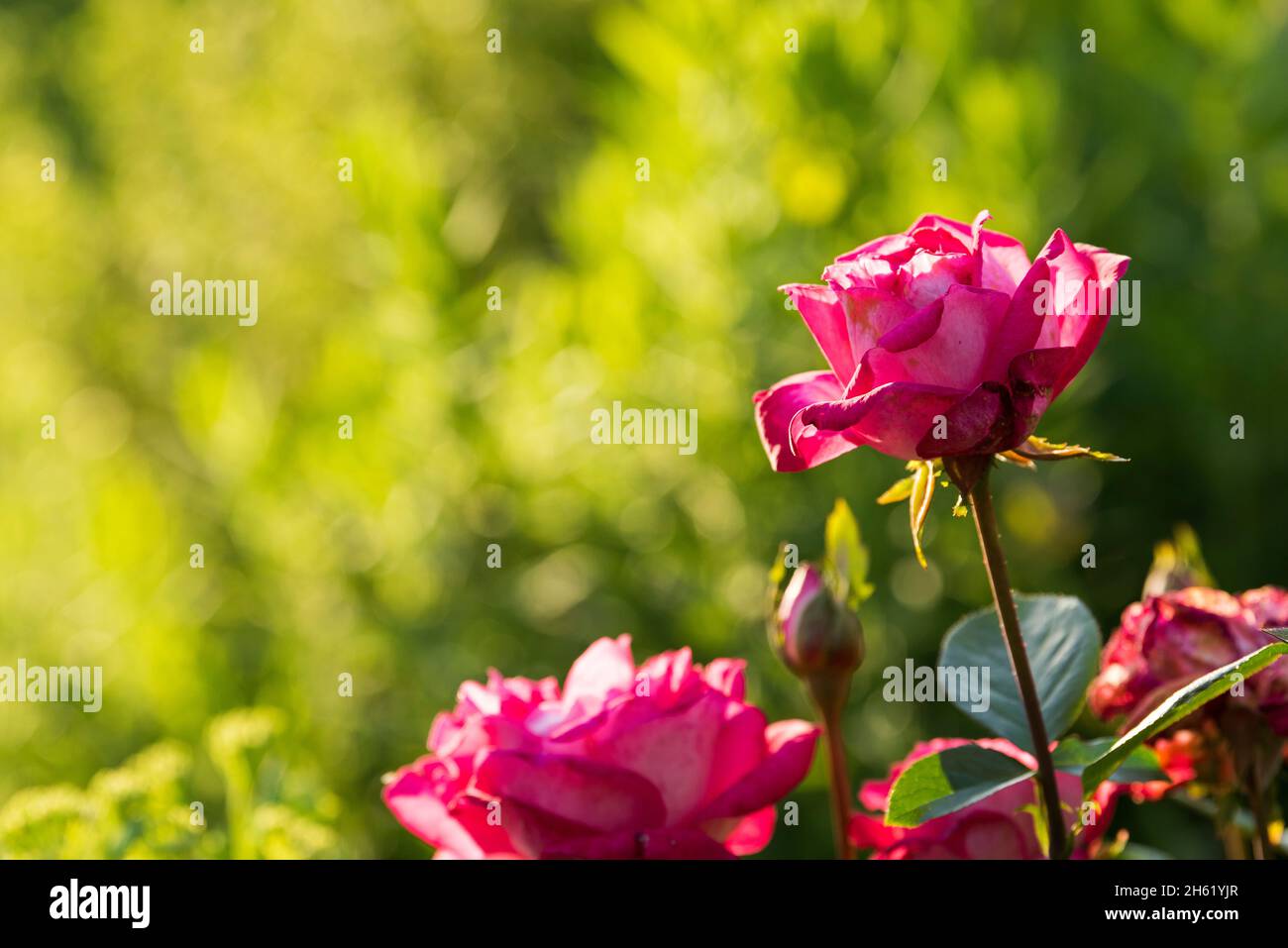 Roses in evening light garden hi-res stock photography and images - Alamy