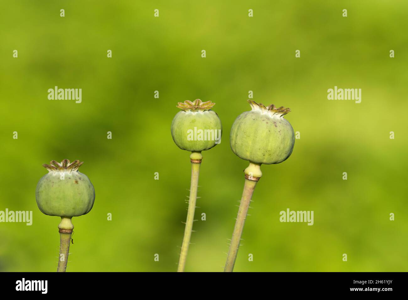 poppy seeds (papaver),seed pods Stock Photo - Alamy