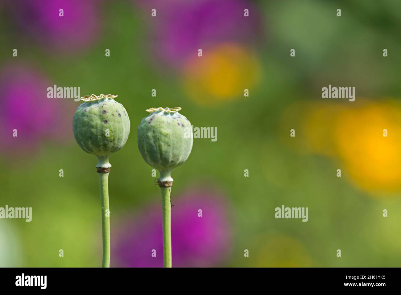 Seed pods in nature hi-res stock photography and images - Alamy