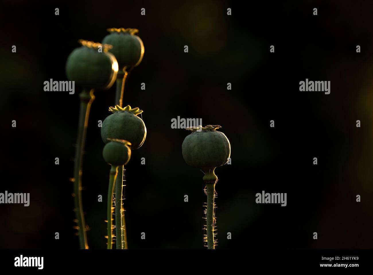 Seed pods glow in the backlight hi-res stock photography and images - Alamy