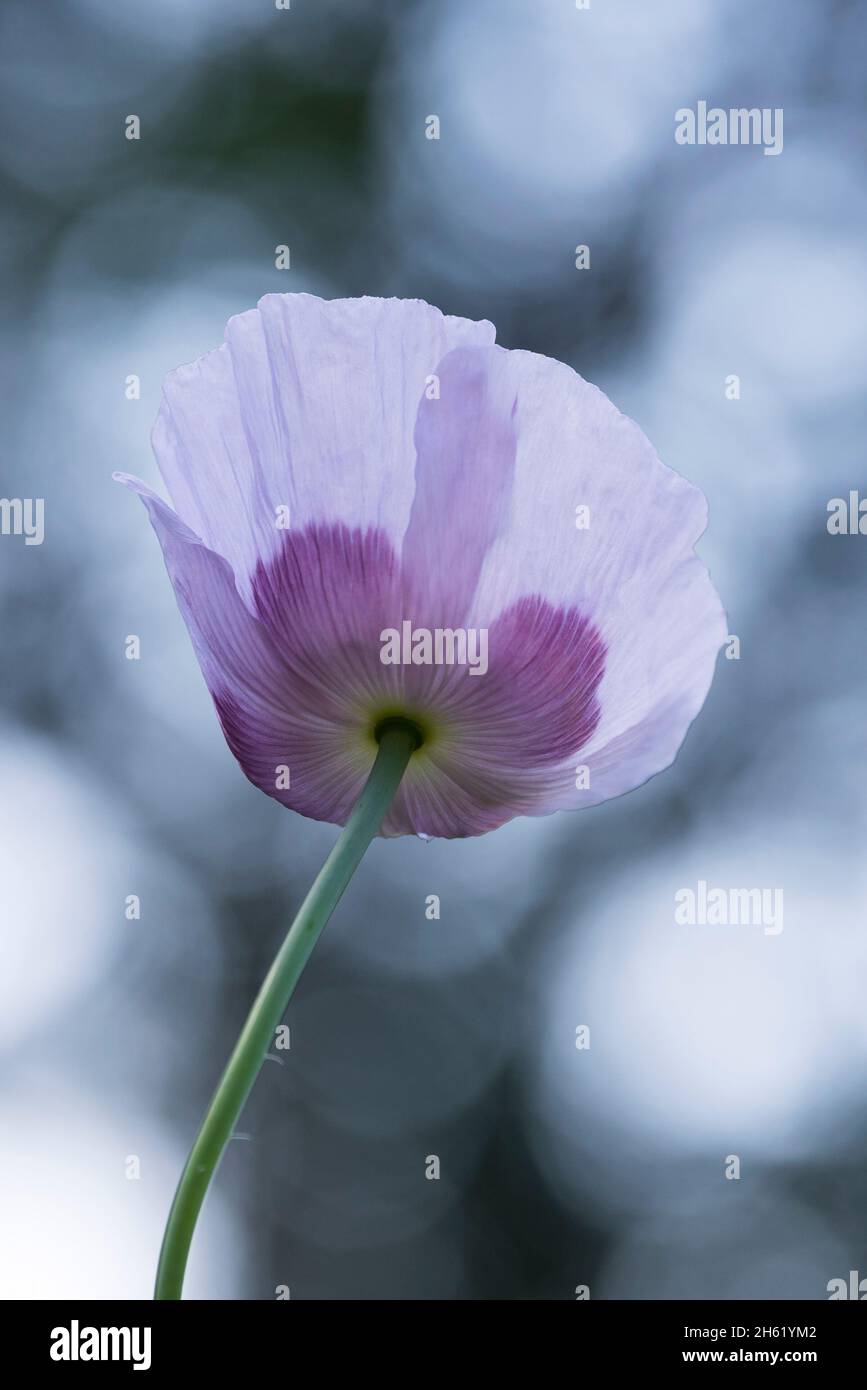 Purple poppy hi-res stock photography and images - Alamy