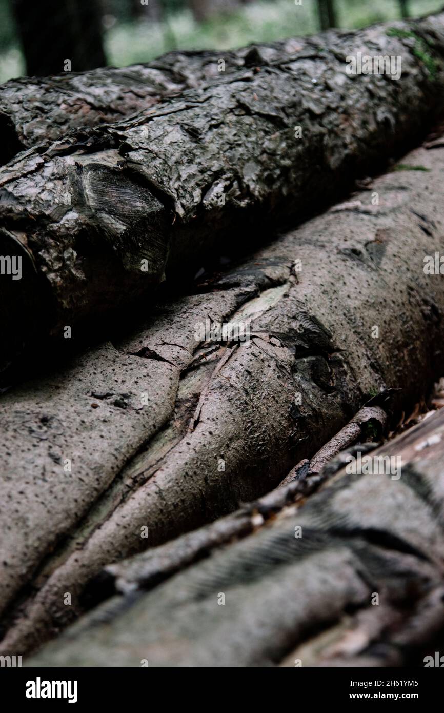 germany,teutoburg forest,westerbecker berg,lienen,tree trunks,detail ...