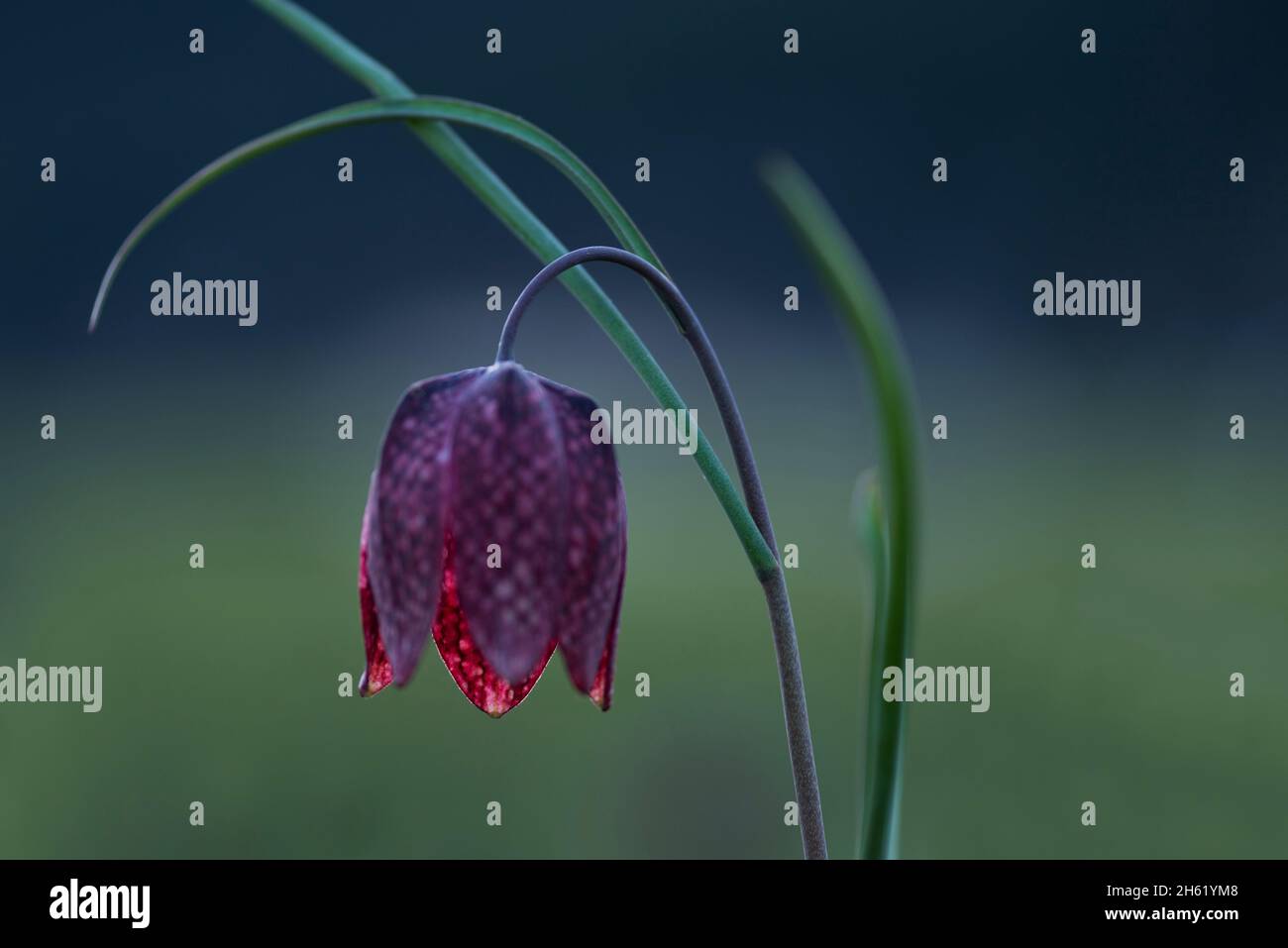 Checkerboard light pattern hi-res stock photography and images - Alamy