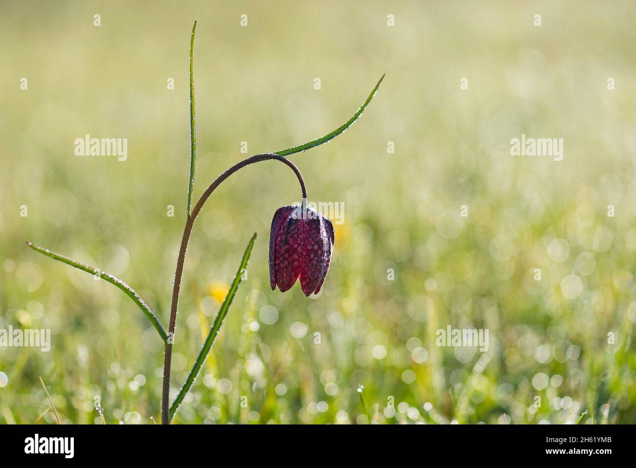 Checkerboard patterns hi-res stock photography and images - Alamy
