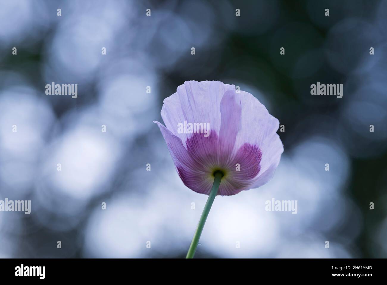 delicate purple poppy blossom (papaver Stock Photo - Alamy