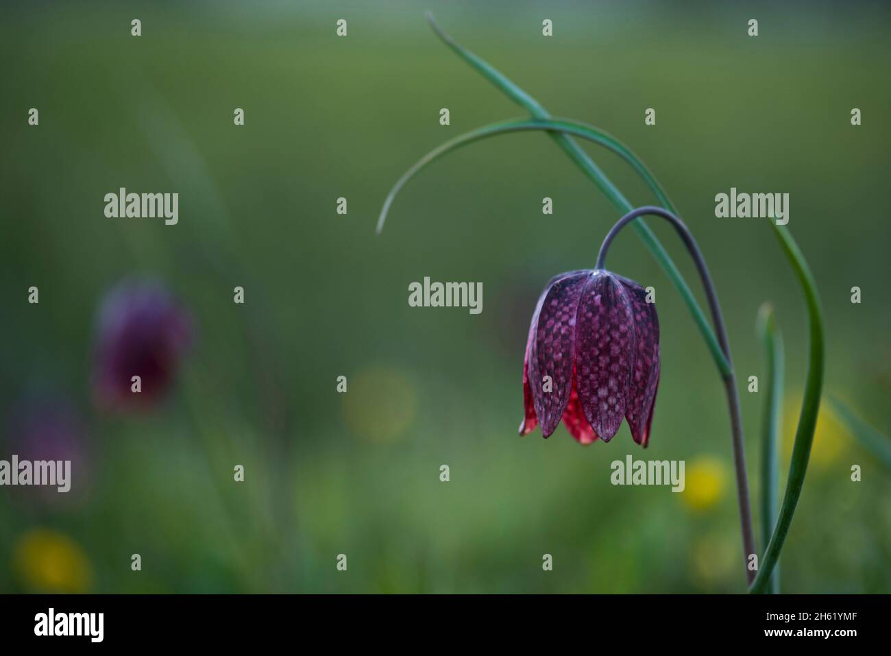 Checkerboard light pattern hi-res stock photography and images - Alamy