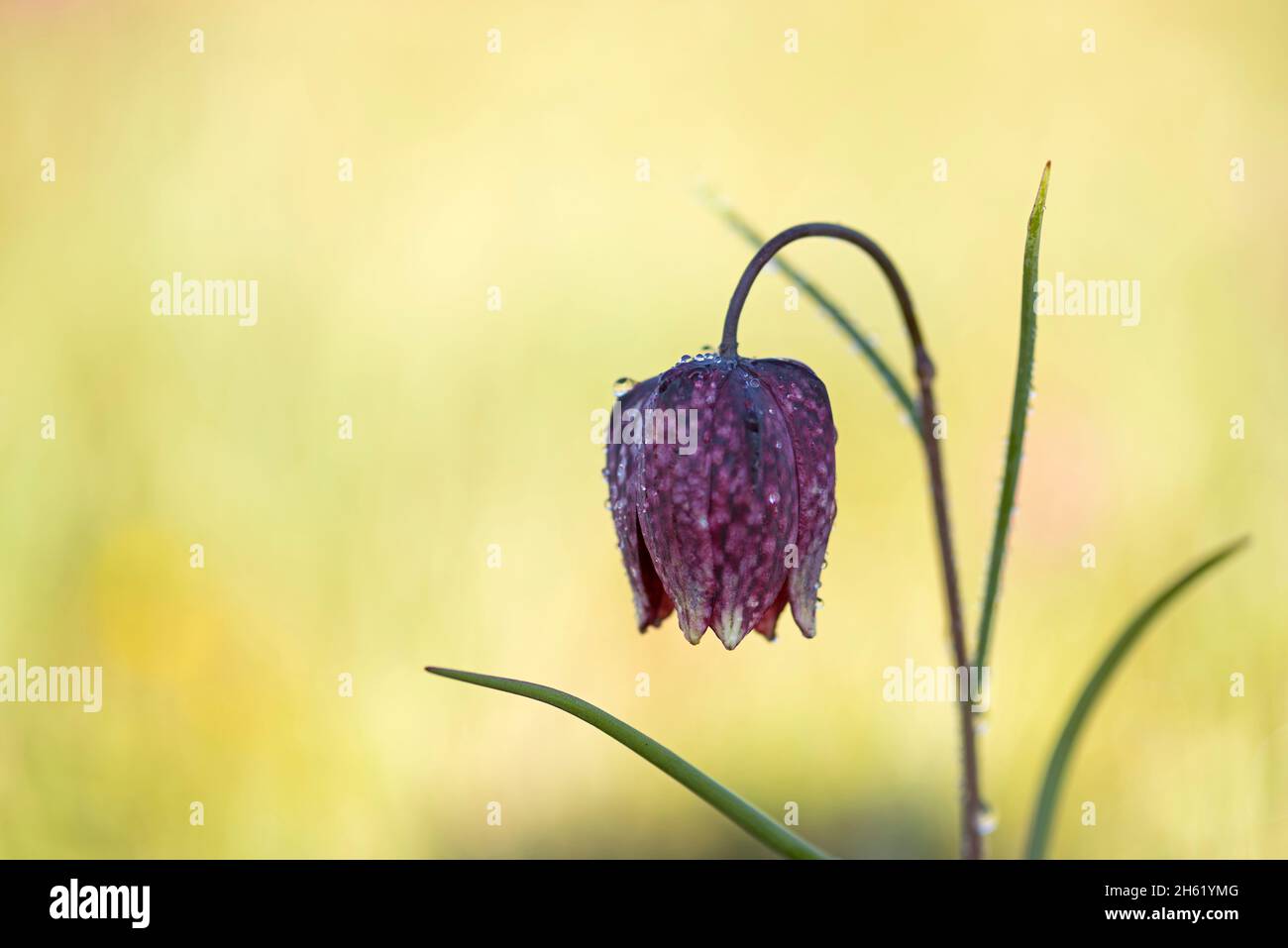 Checkerboard light pattern hi-res stock photography and images - Alamy
