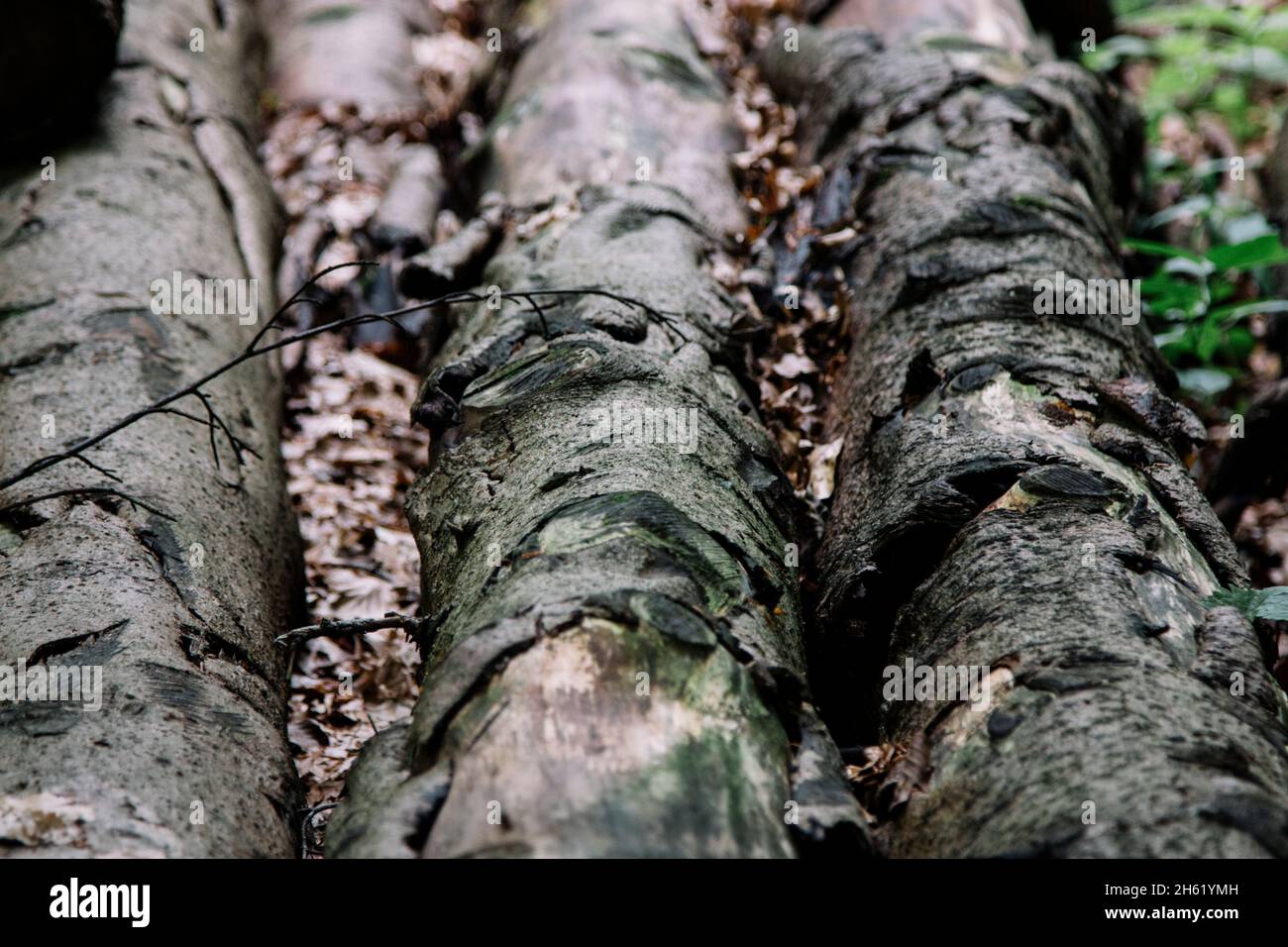 germany,teutoburg forest,westerbecker berg,lienen,tree trunks,detail ...