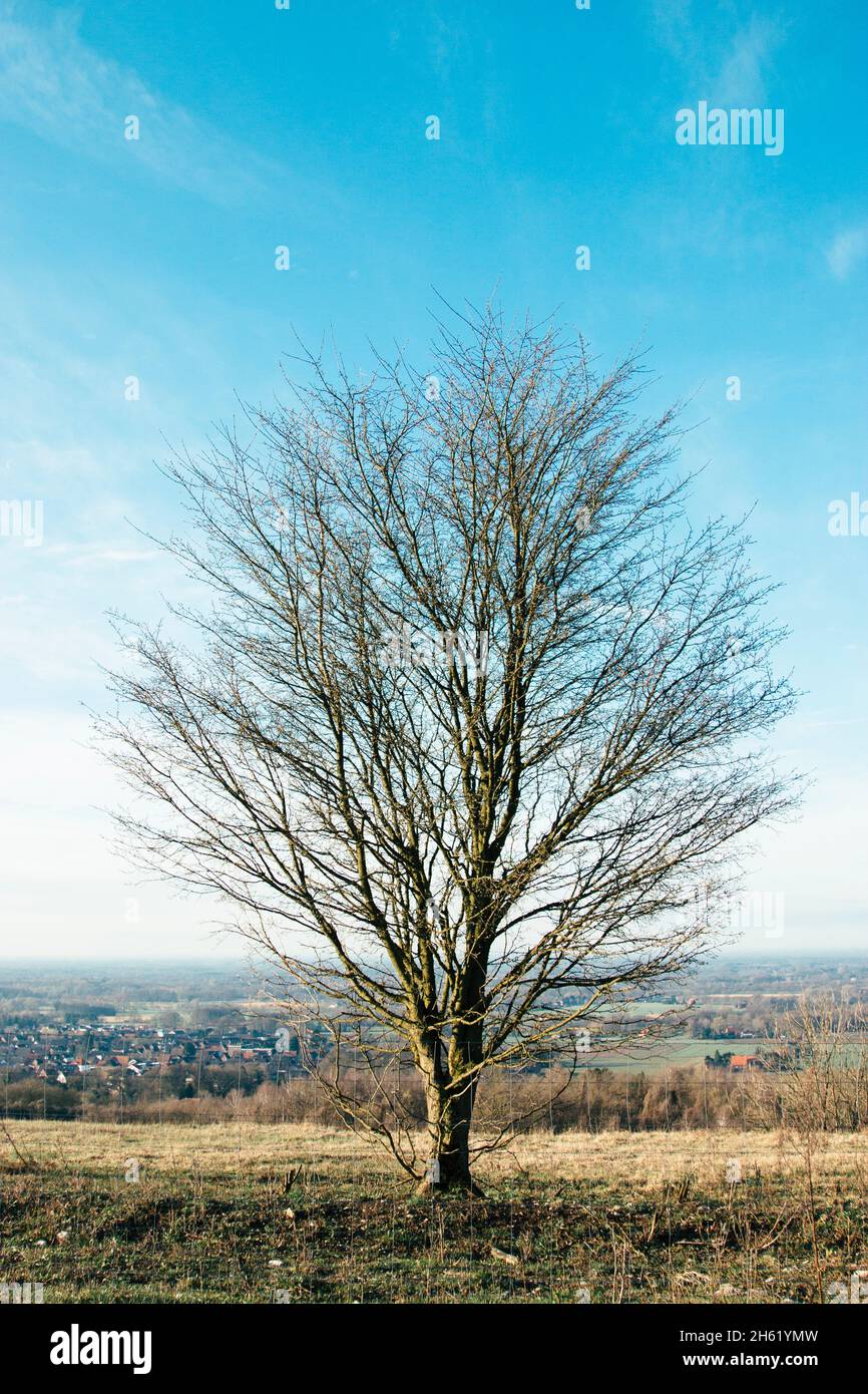 germany,teutoburg forest,lengerich,solitary tree Stock Photo - Alamy
