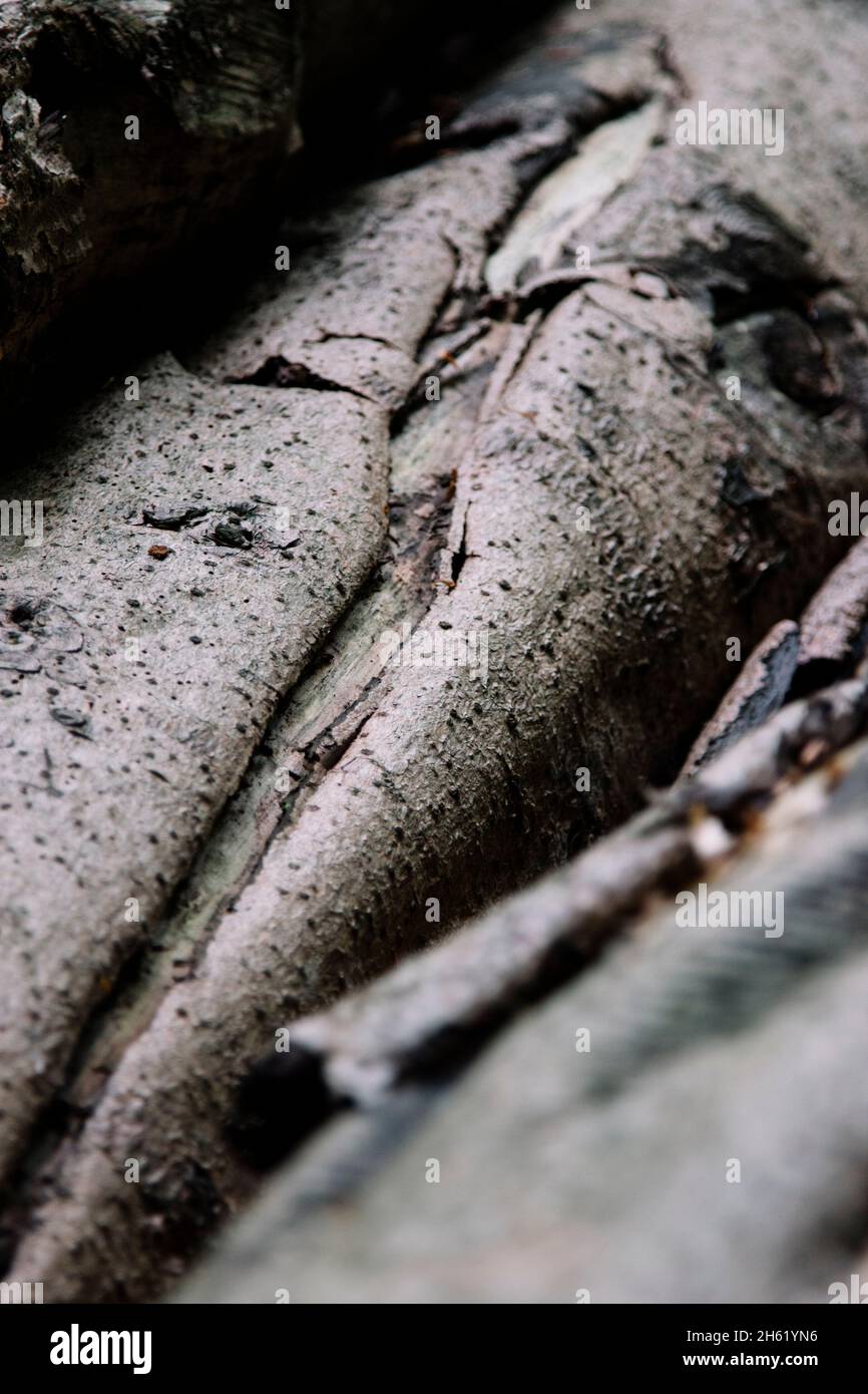 germany,teutoburg forest,westerbecker berg,lienen,tree trunks,detail ...