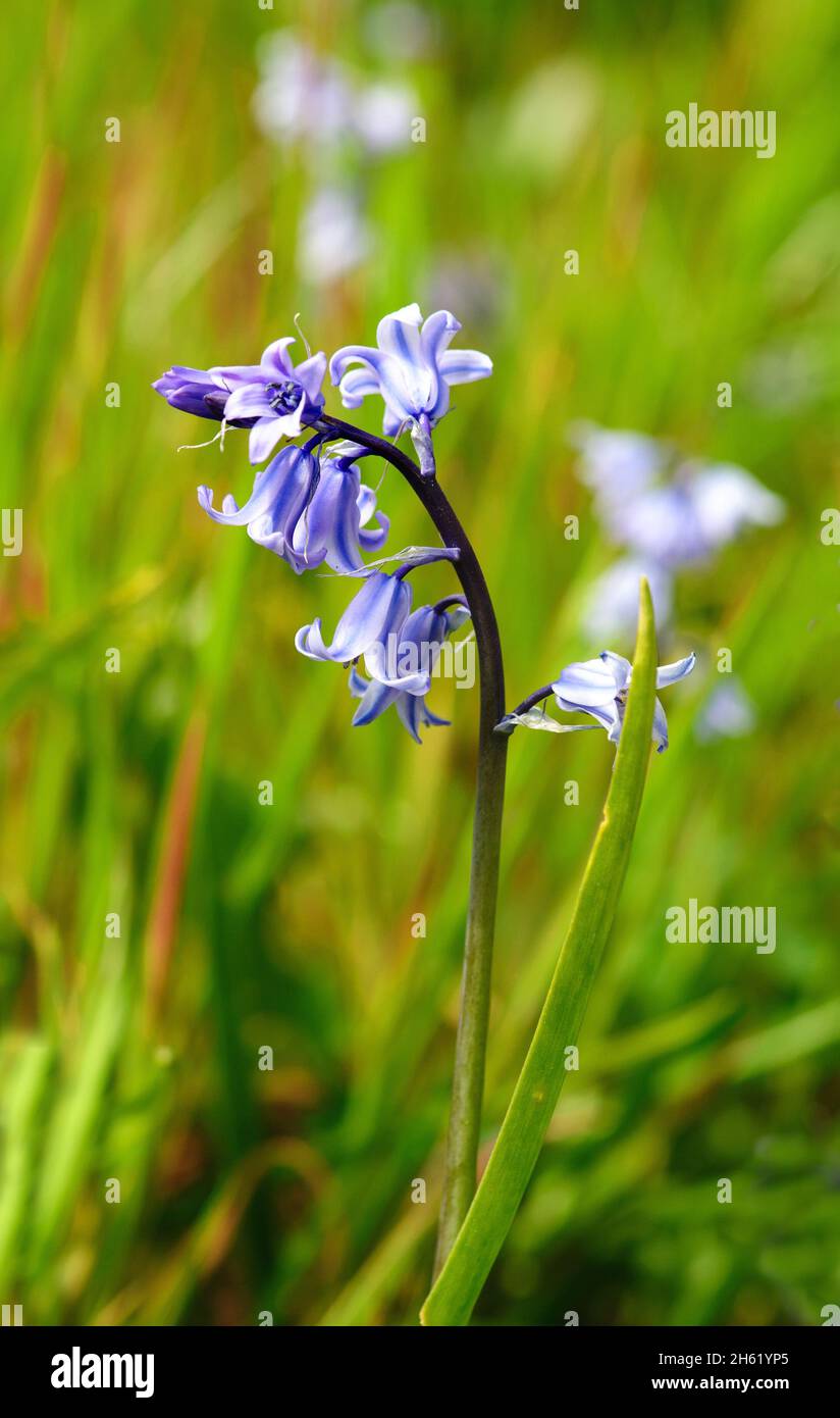 Irish bell flower hi-res stock photography and images - Alamy