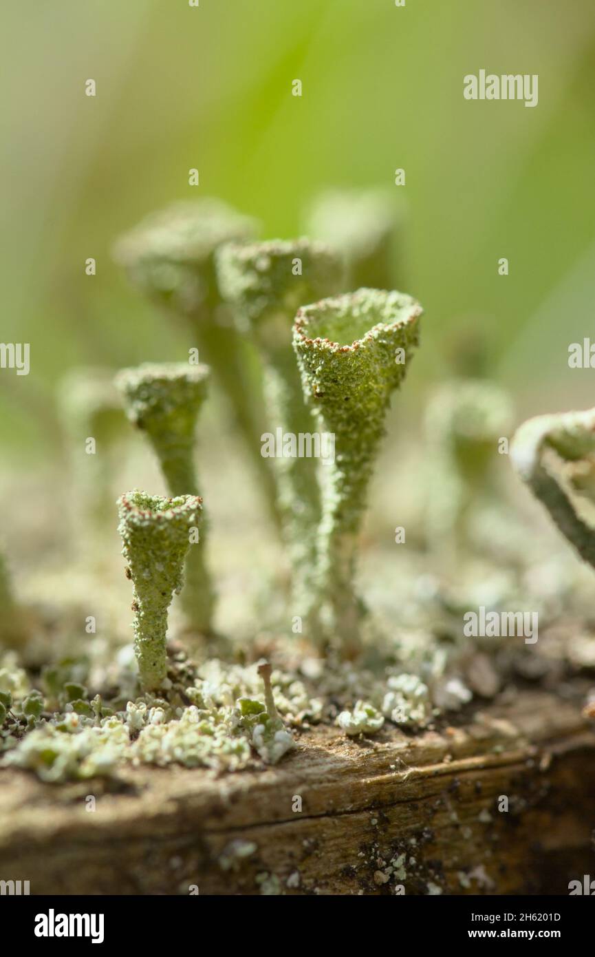 Trumpet Lichen, Cladonia fimbriata, Growing On A Fence, New Forest UK ...