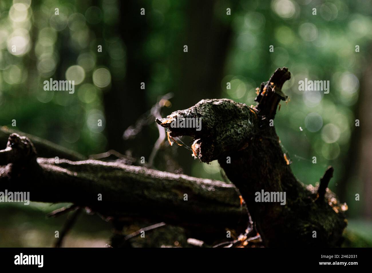 germany,teutoburg forest,intruper berg,lengerich,dead wood Stock Photo ...