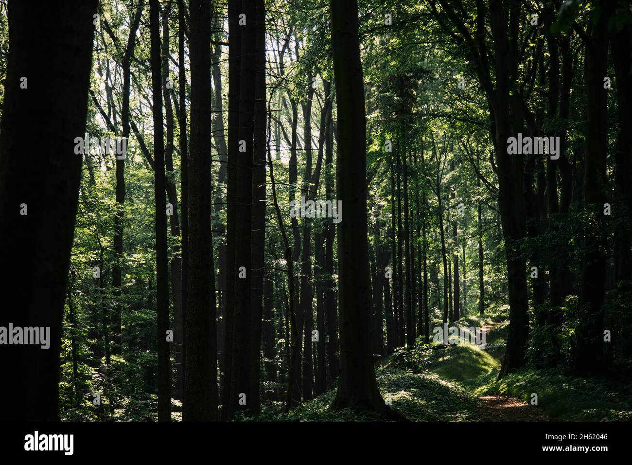 Dense forest hi-res stock photography and images - Alamy