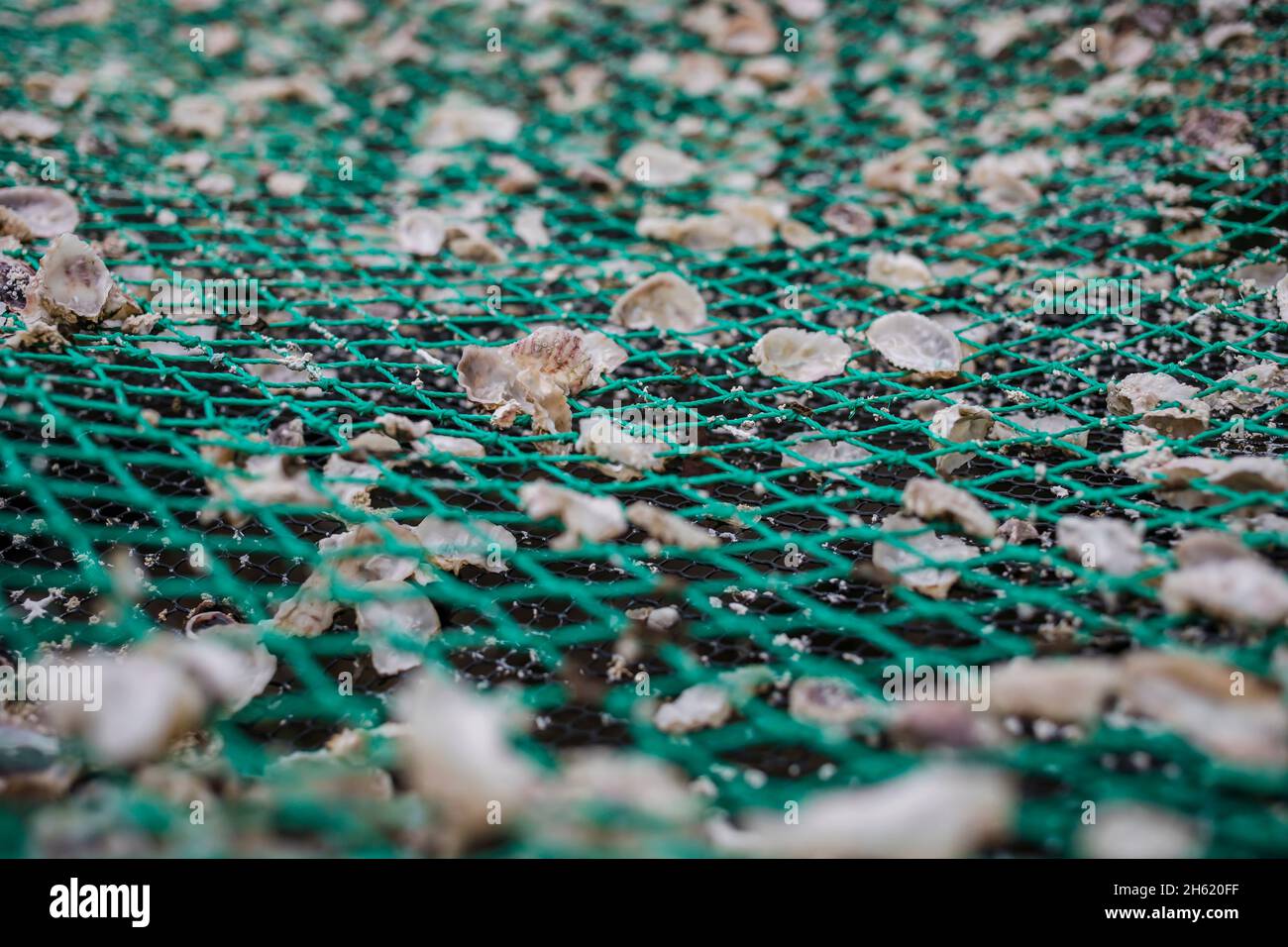 Fishing net with mussels hi-res stock photography and images - Alamy