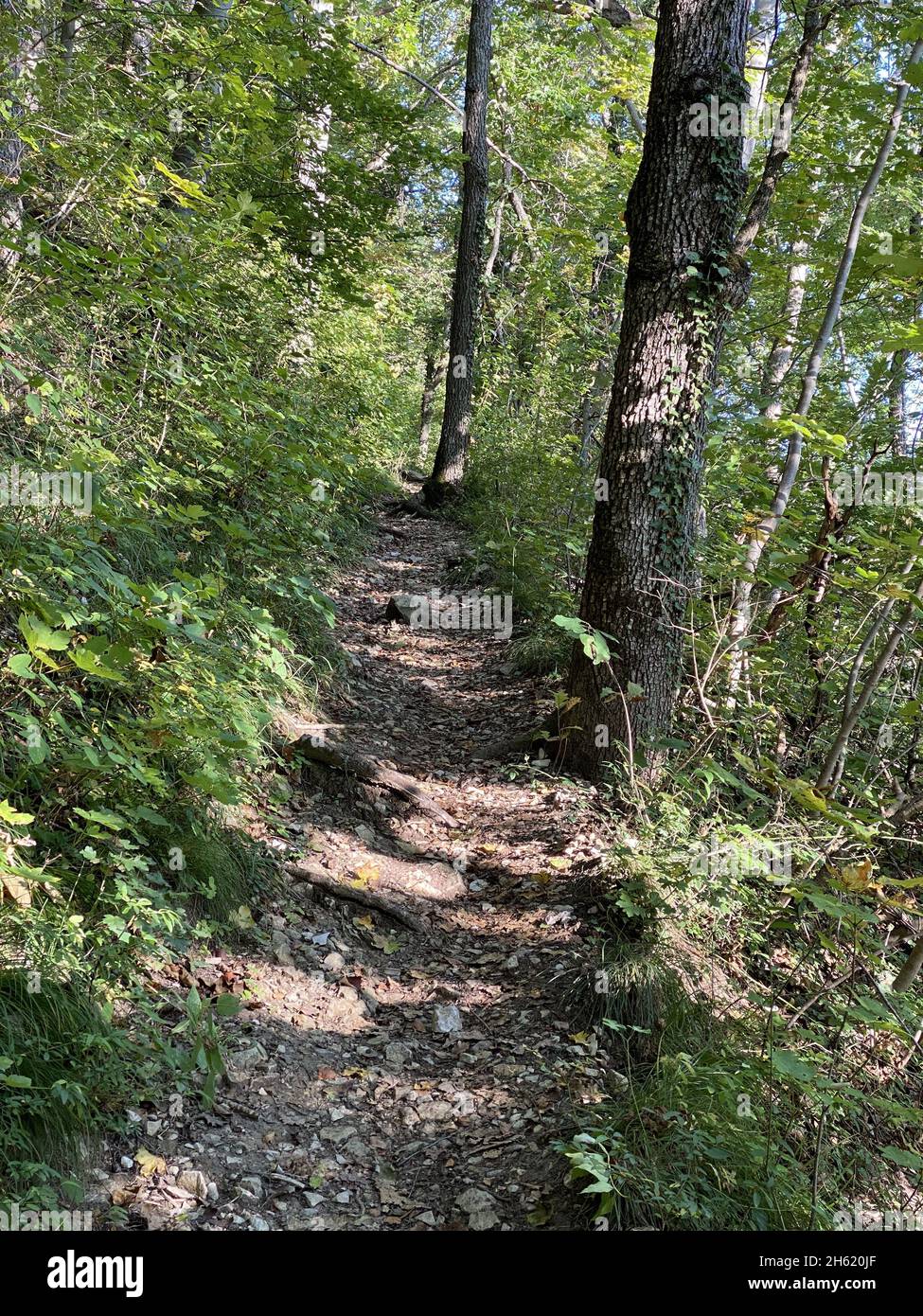 View of a pathway in a forest surrounded by trees and plants Stock ...