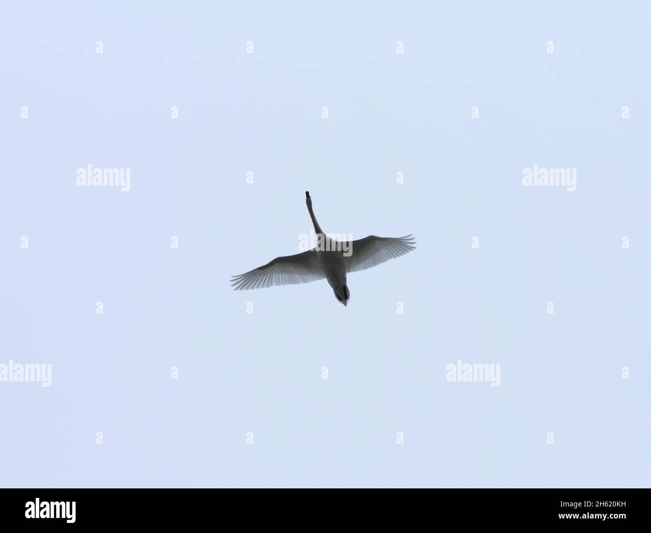 Swan flying low hi-res stock photography and images - Alamy