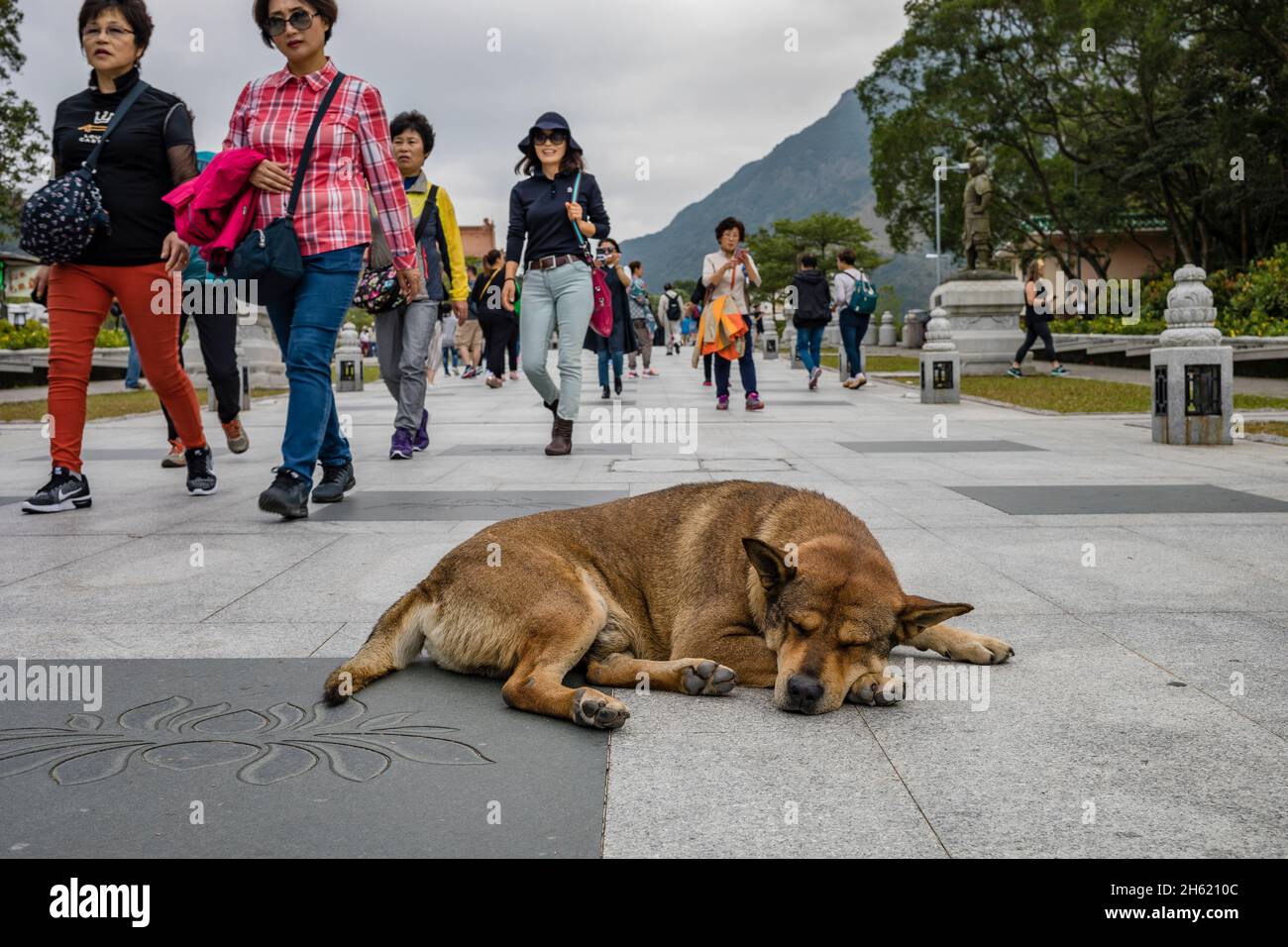 Dog on ngong ping drive hi-res stock photography and images - Alamy