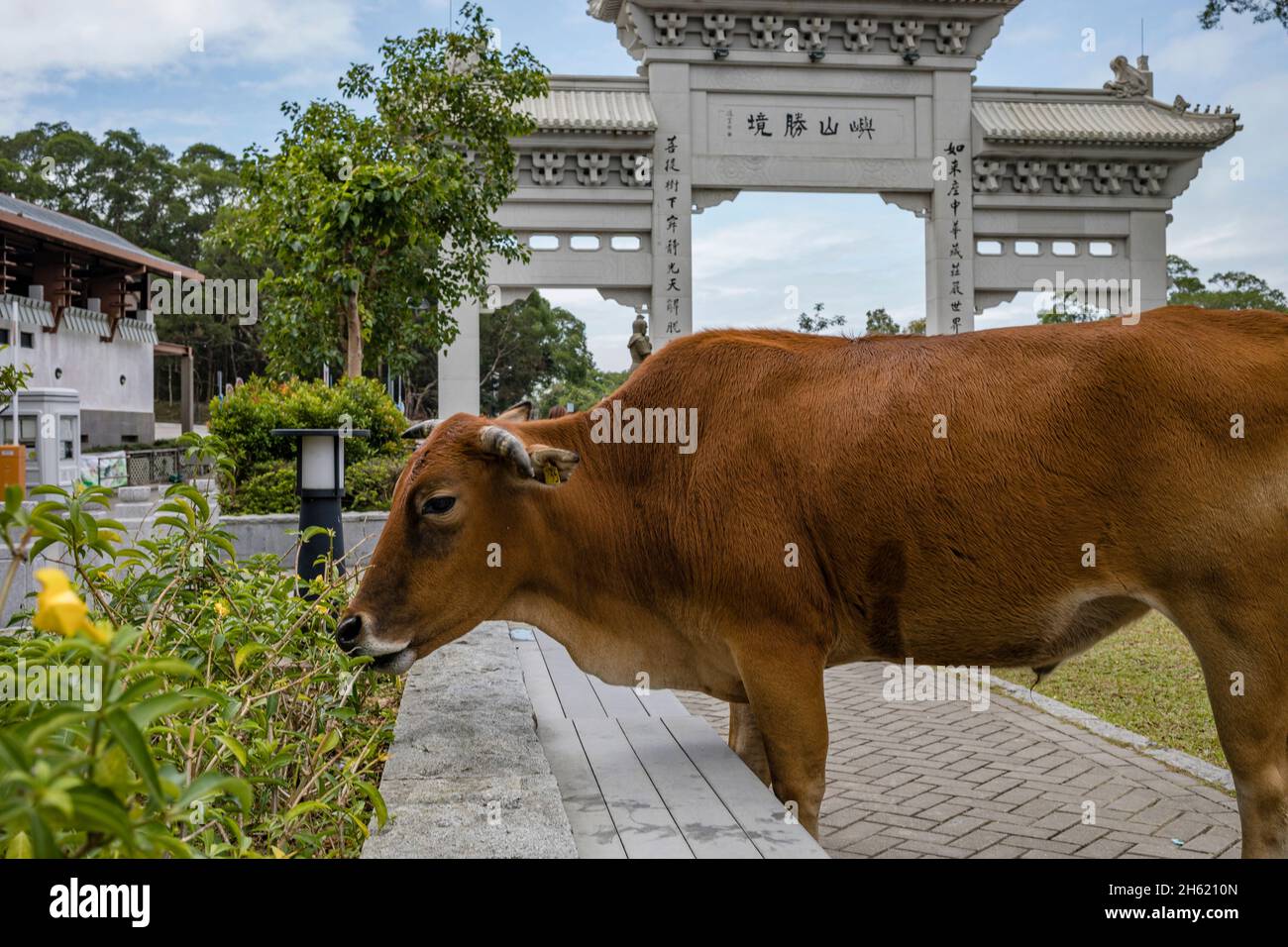 Buddhist gate hi-res stock photography and images - Alamy