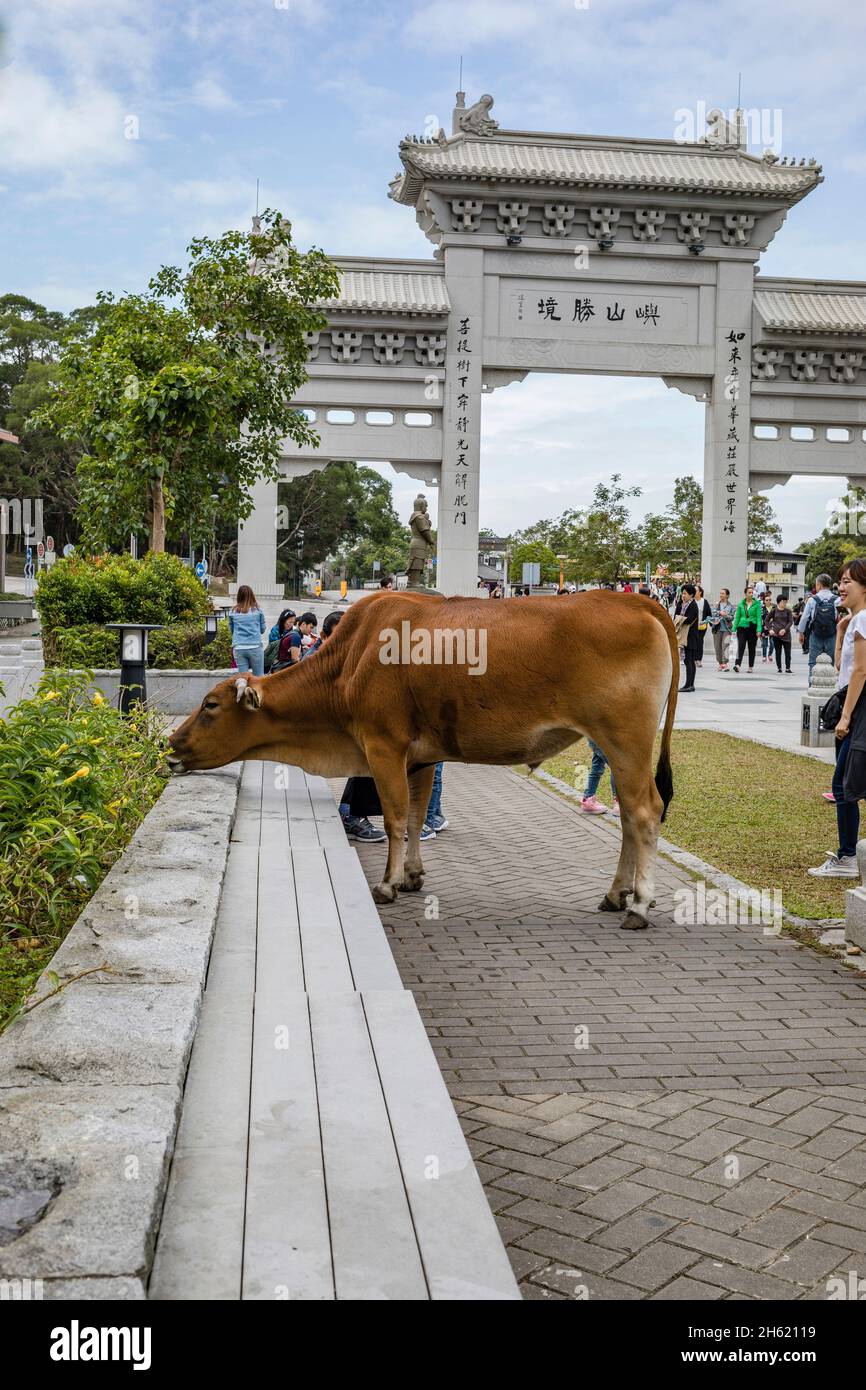eating sacred cow,buddhist gate,ngong ping,lantau island Stock Photo ...