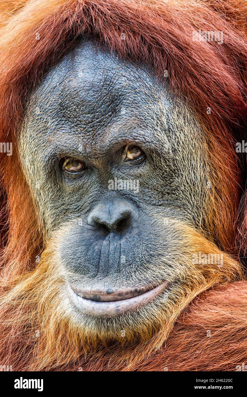 Orangutan Smile