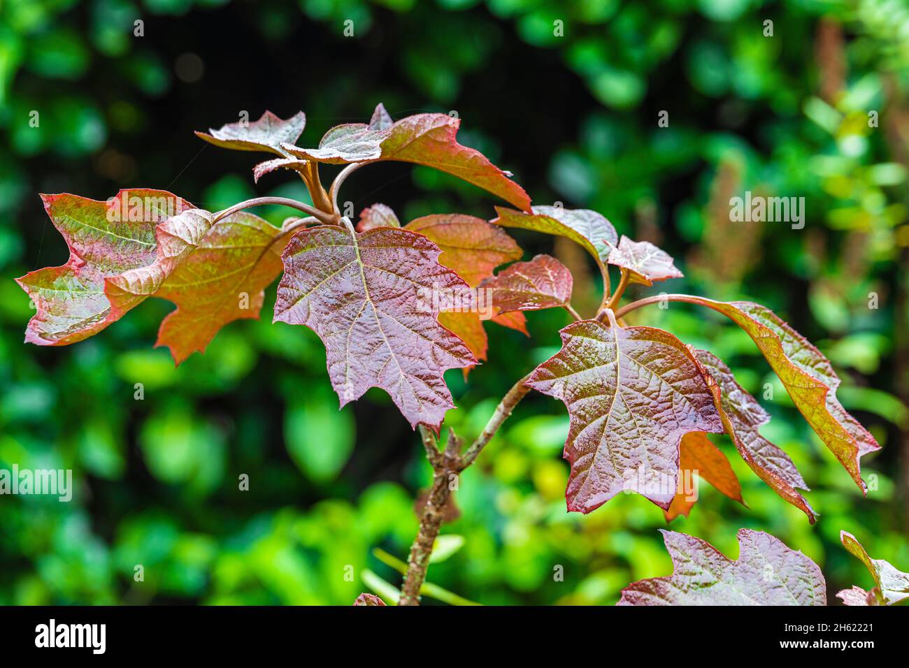 Hydrangea autumn leaves hi-res stock photography and images - Alamy