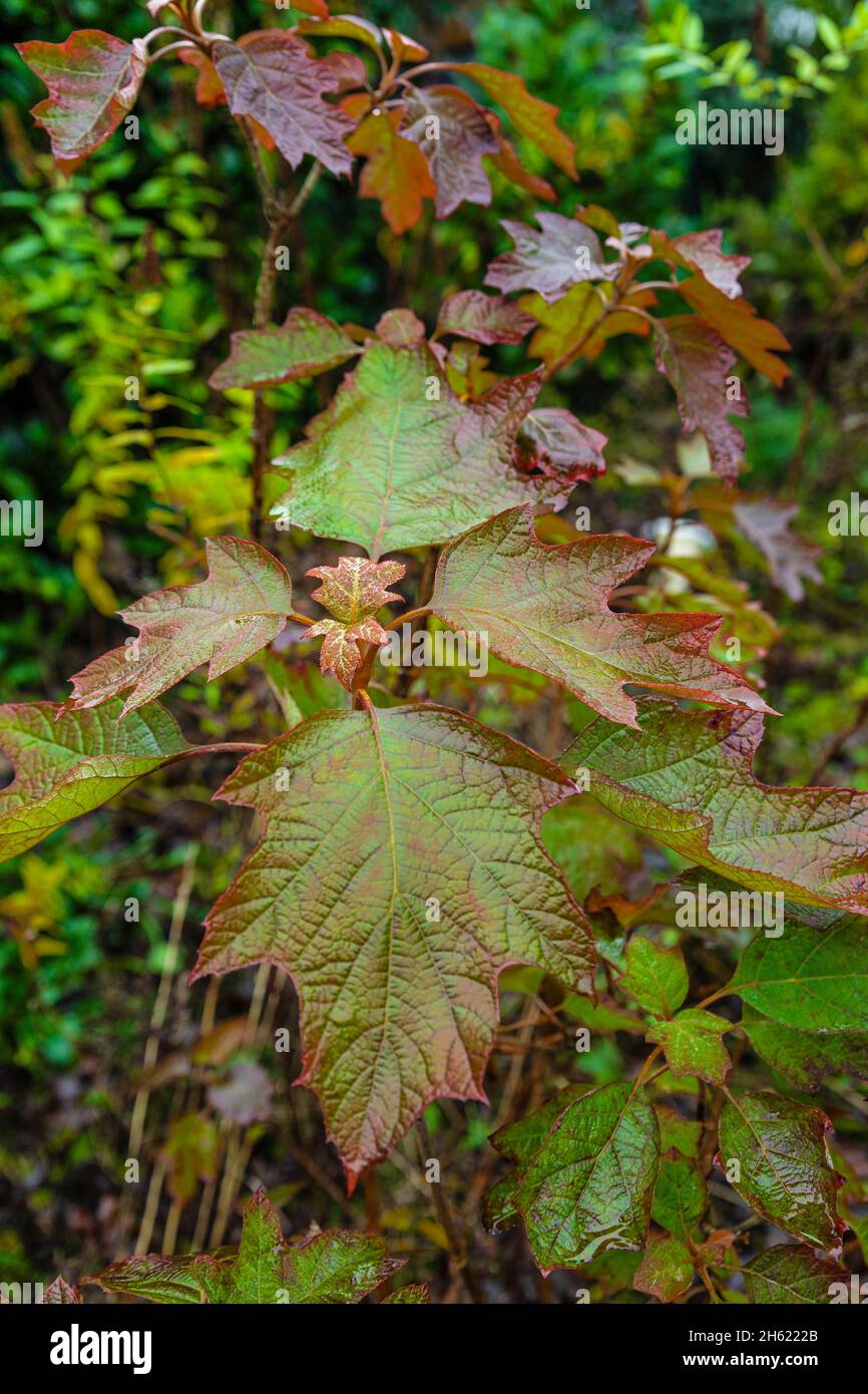 oak leaf hydrangea,autumn leaves,close-up Stock Photo - Alamy