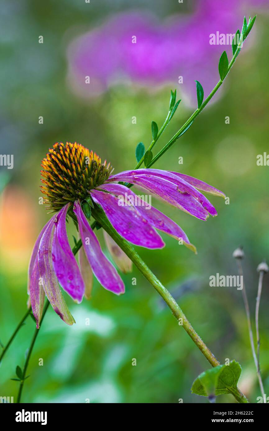Close up of coneflower flowers or echinacea in the garden hi-res stock ...