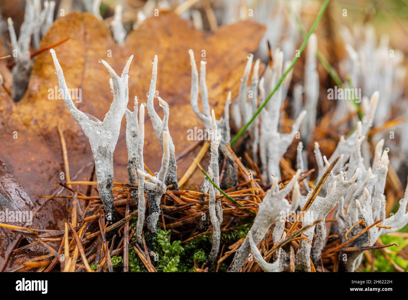 Antler fungi hi-res stock photography and images - Alamy