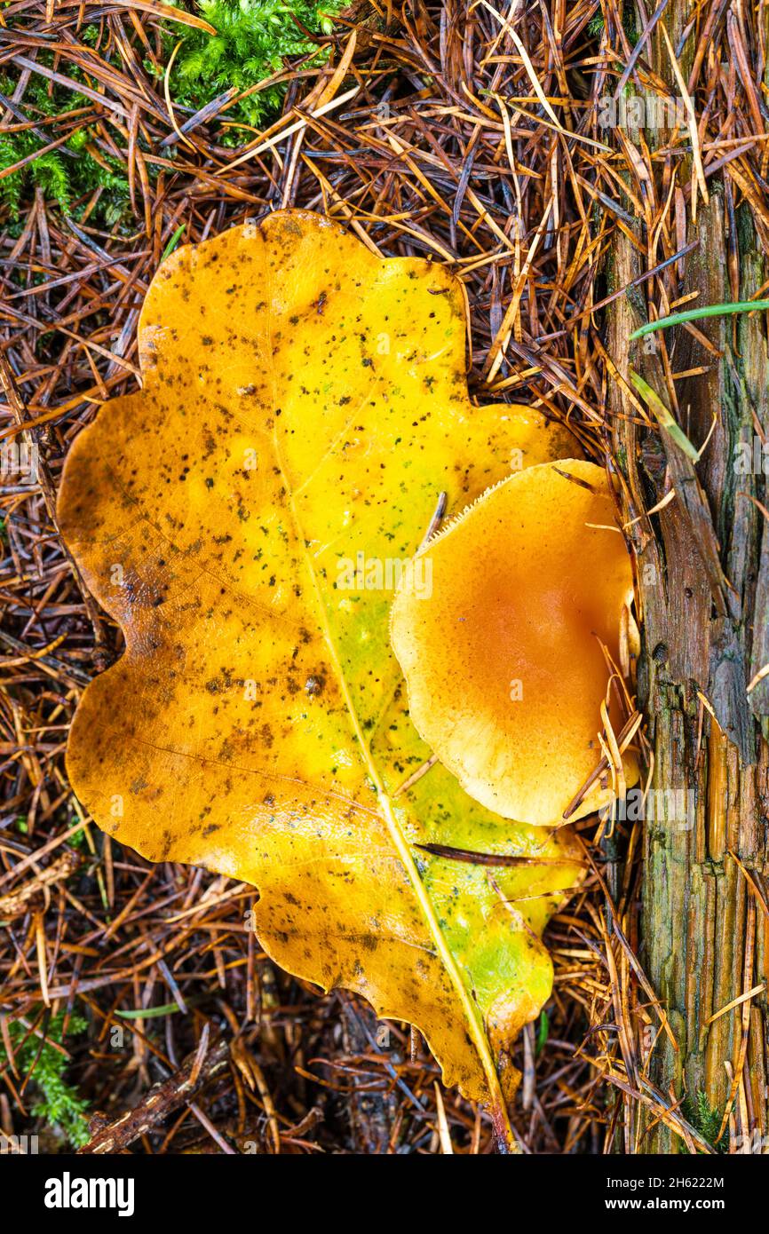 tree fungus on dead tree,nature in detail,forest still life Stock Photo ...