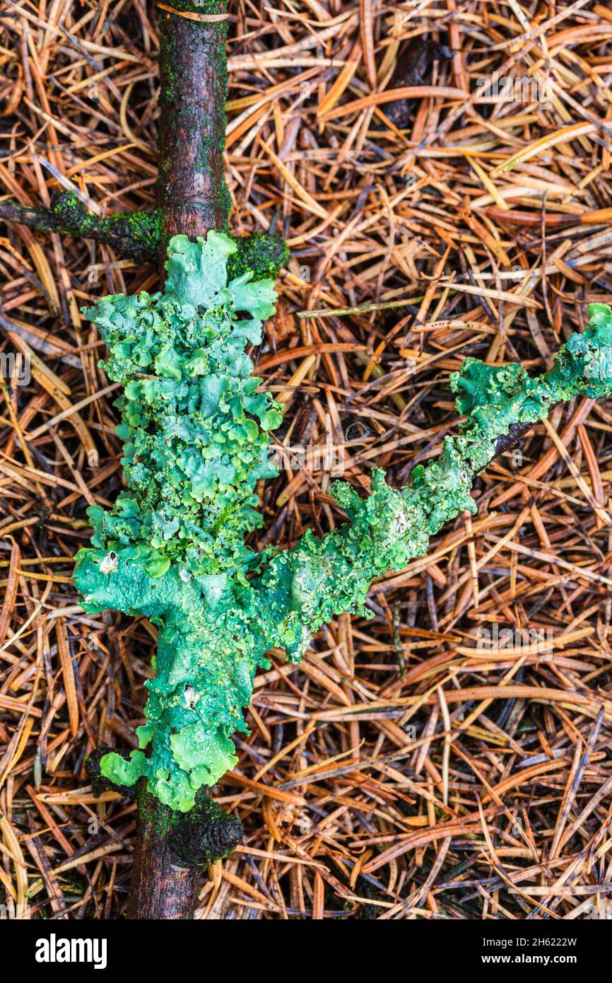 lichen-covered tree branch on forest floor,forest still life Stock ...