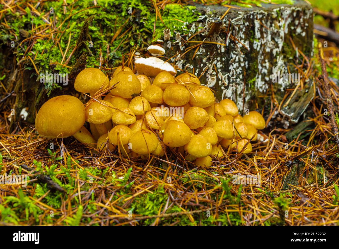 Bitter sulfur head hi-res stock photography and images - Alamy