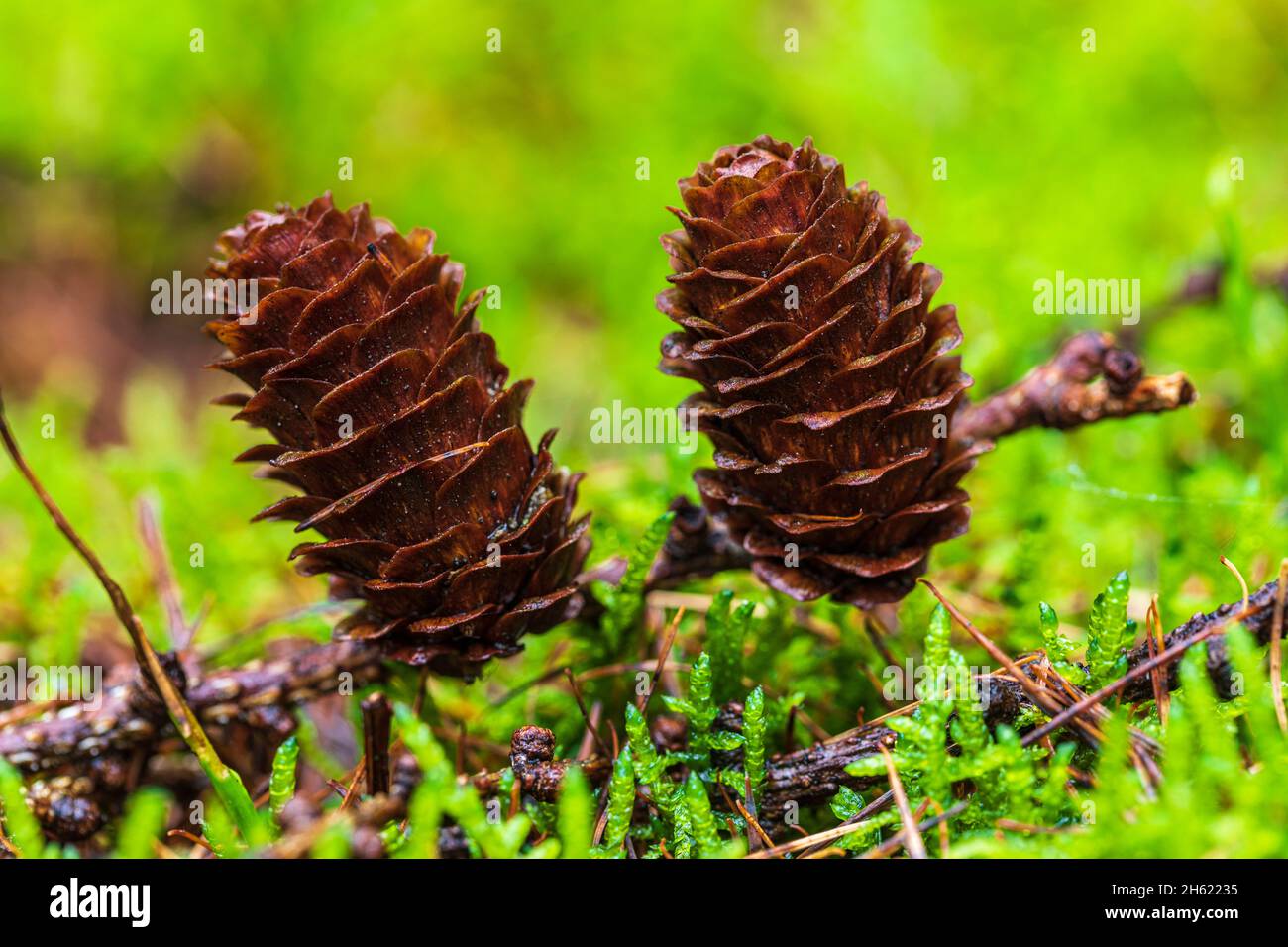 Retina colour cone hi-res stock photography and images - Alamy
