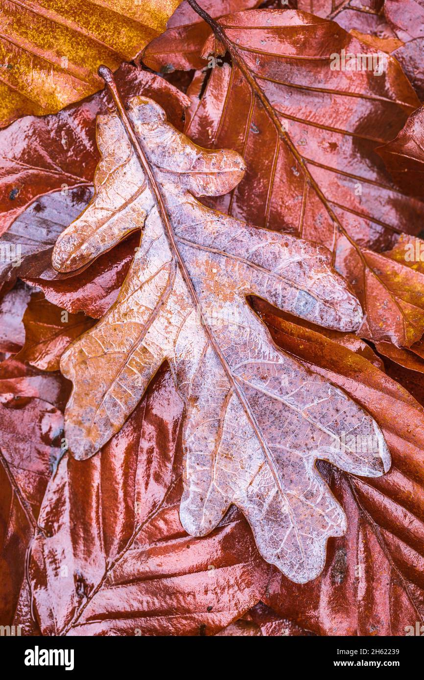 Oak leaves pattern hi-res stock photography and images - Alamy