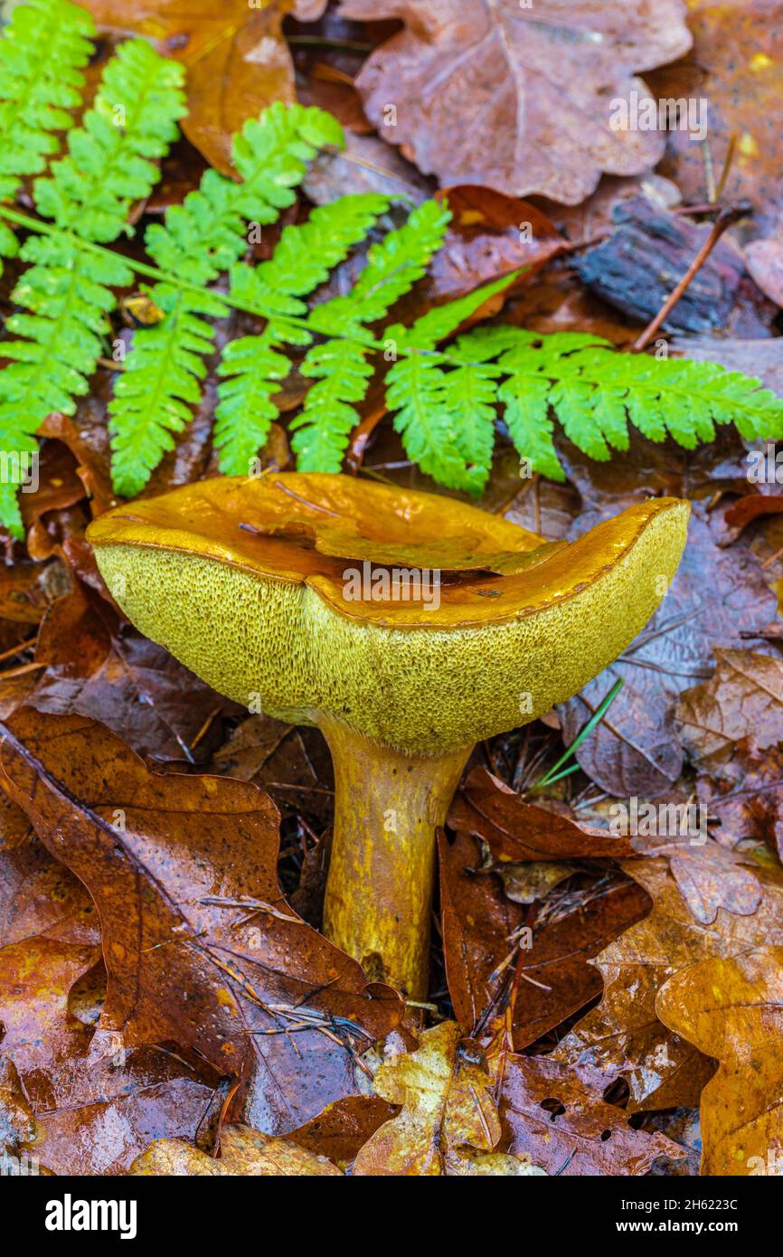 Bolet mushroom hi-res stock photography and images - Alamy