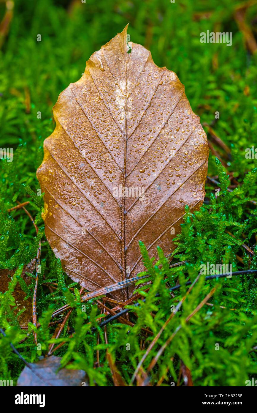 fallen leaf on forest floor,nature in detail,forest still life Stock ...
