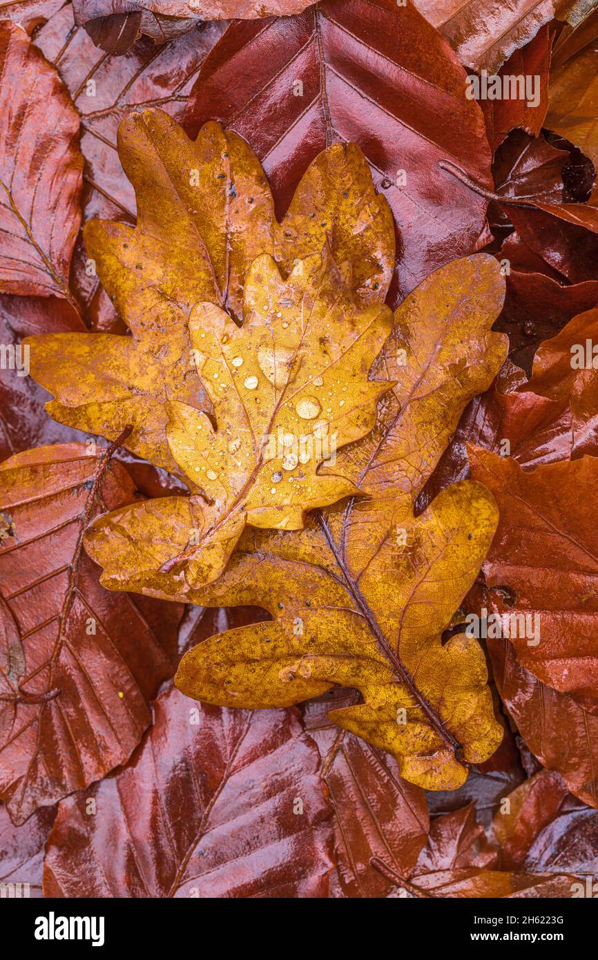 Leaf pattern hi-res stock photography and images - Alamy