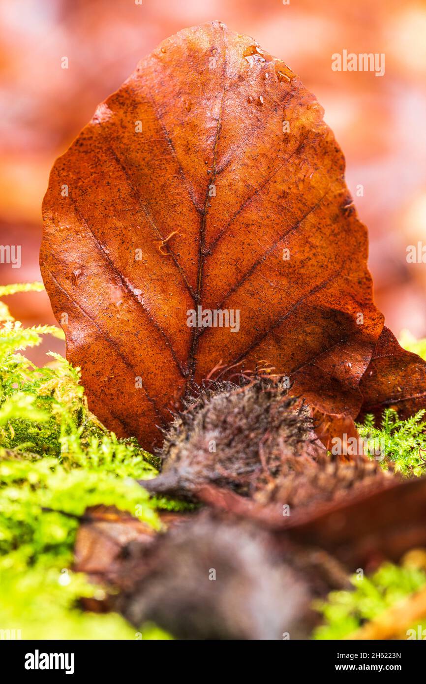 fallen leaf on forest floor,nature in detail,forest still life Stock ...