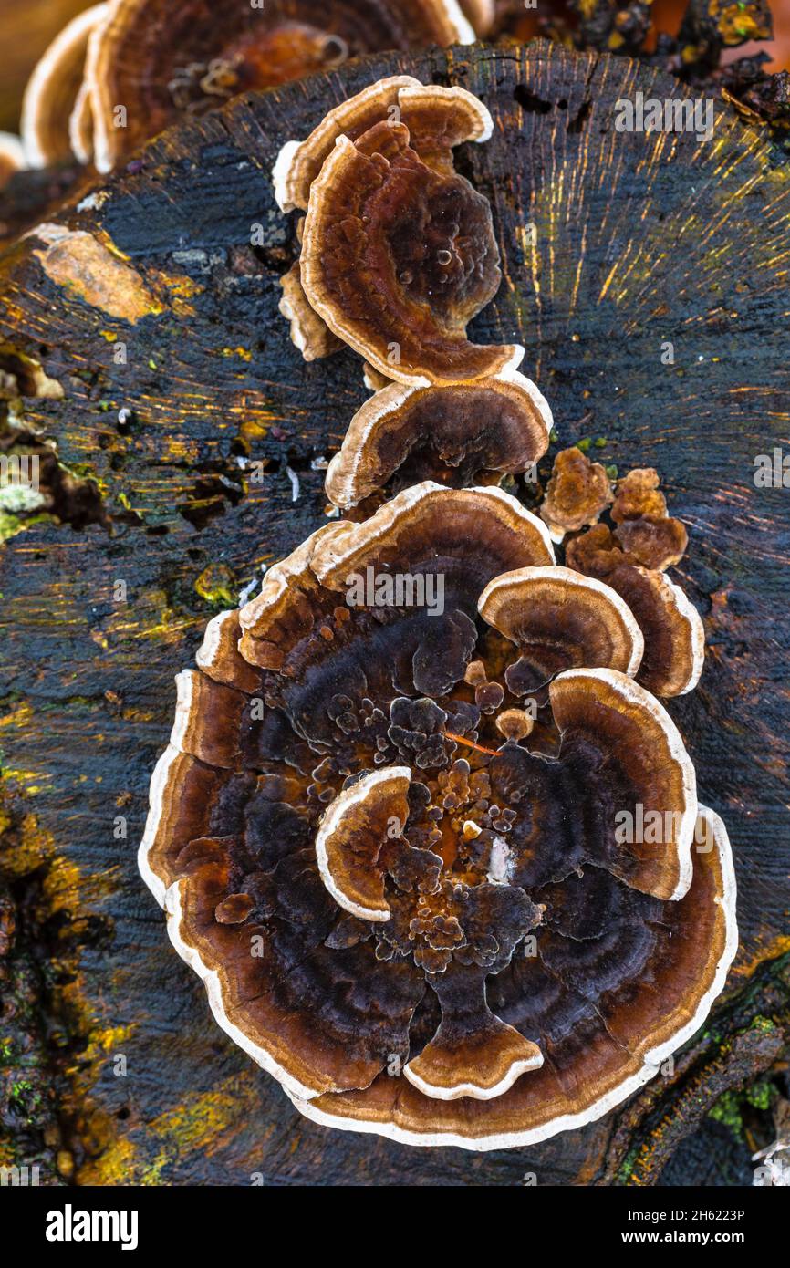 tree fungi on dead tree,nature in detail,close-up Stock Photo - Alamy