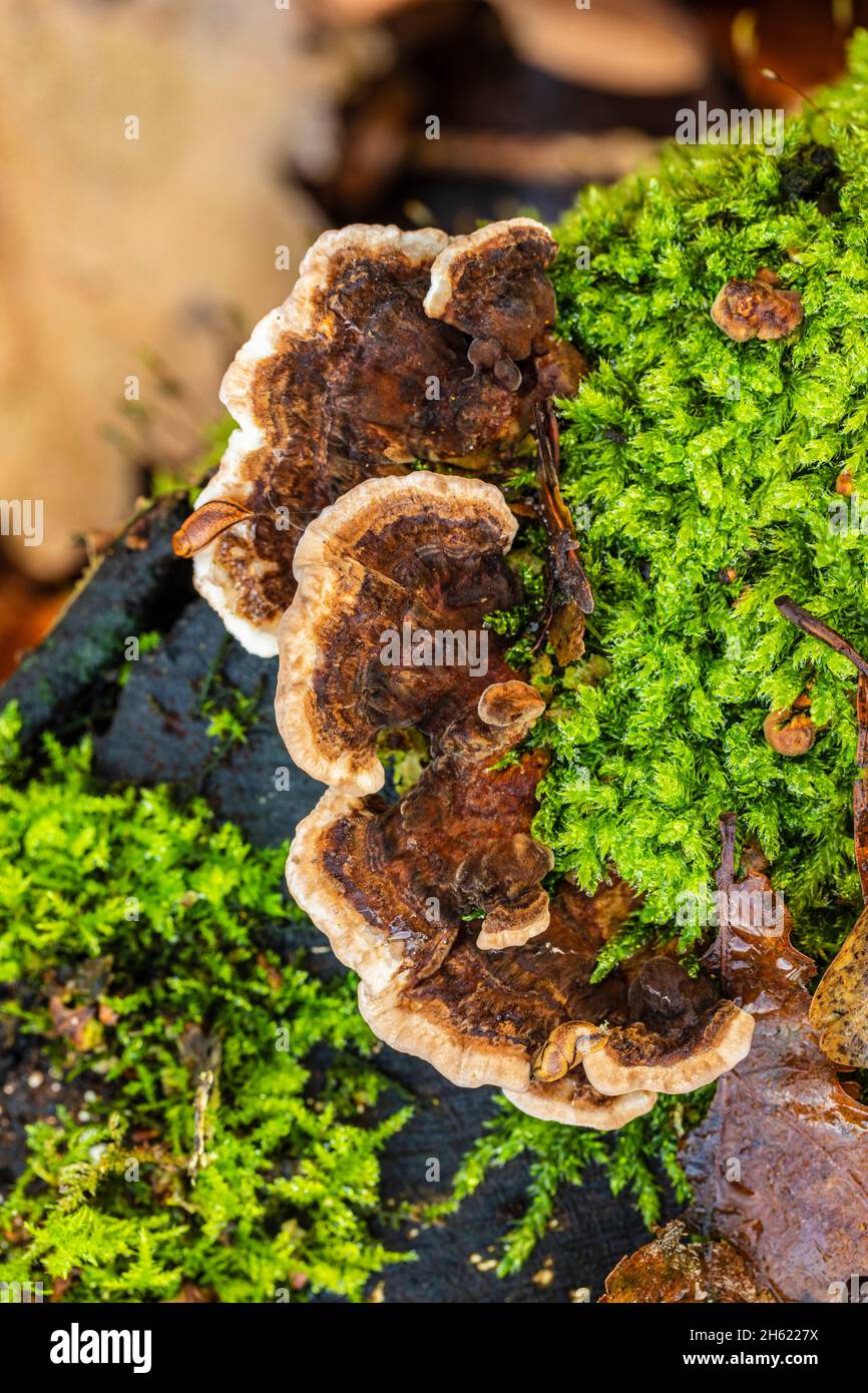 tree fungi on dead tree,nature in detail,close-up Stock Photo - Alamy